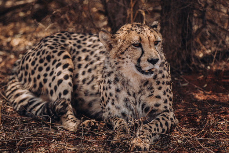 Cheetah pictures | Curated Photography on EyeEm
