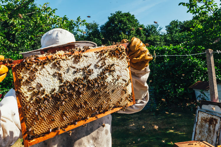 Honeycomb pictures | Curated Photography on EyeEm