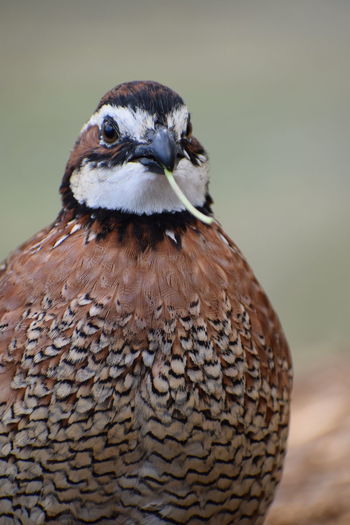 Quail - Bird pictures | Curated Photography on EyeEm