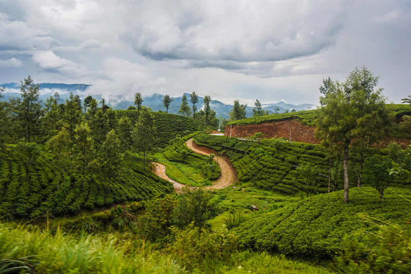 Path Of Tea pictures | Curated Photography on EyeEm