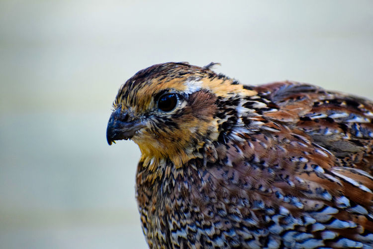 Quail - Bird pictures | Curated Photography on EyeEm