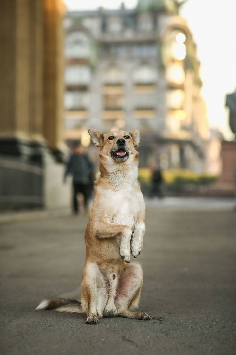 What Is A Dog Leg In A Road