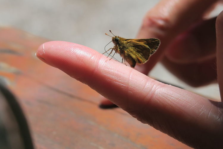 Moth pictures | Curated Photography on EyeEm