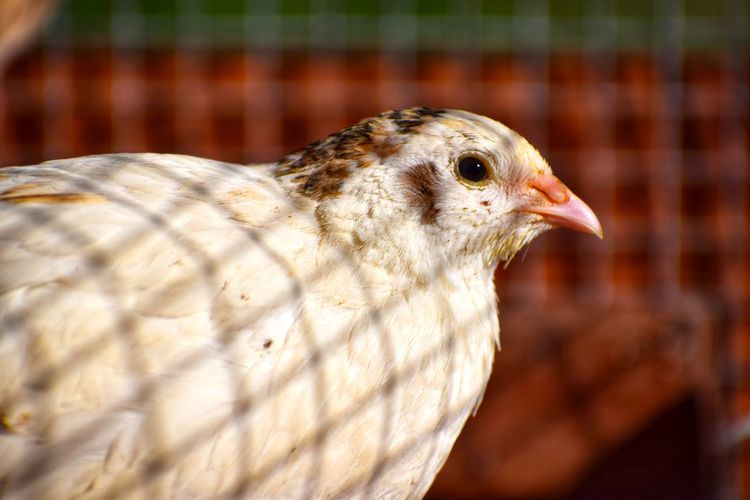 Quail - Bird pictures | Curated Photography on EyeEm