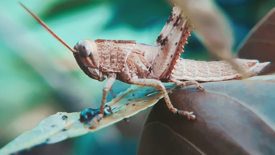 Grasshopper Close Up pictures | Curated Photography on EyeEm