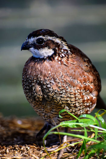 Quail - Bird pictures | Curated Photography on EyeEm