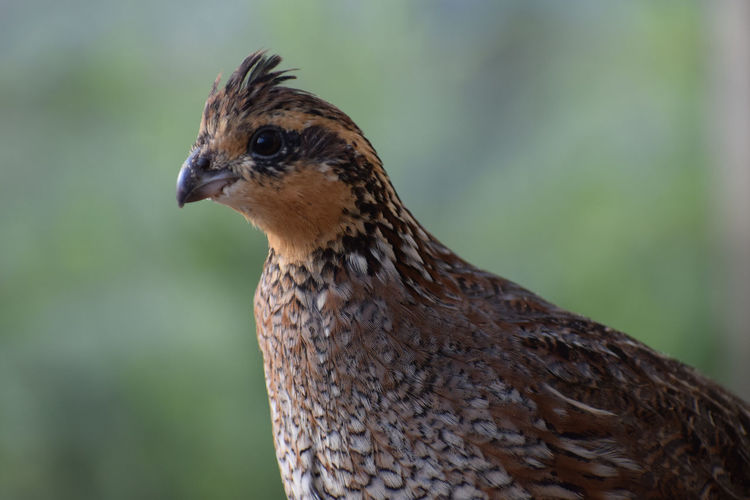 Quail - Bird pictures | Curated Photography on EyeEm