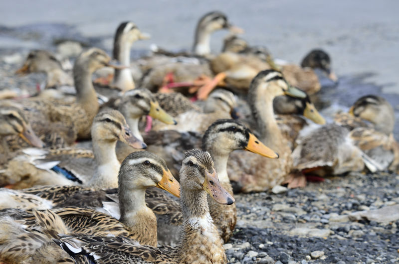Ducks Beach pictures | Curated Photography on EyeEm